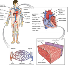 Unit 9.3 Diseases of the Circulatory and Lymphatic Systems ...