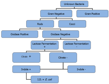 Unit 4 Characteristics of Microbes – Introduction to Microbiology for ...
