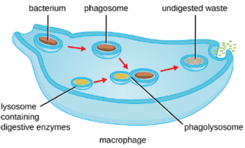 Unit 8.1 Innate Immunity – Introduction to Microbiology for Health Sciences