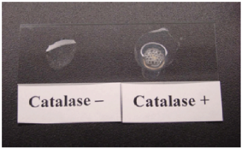 Unit 5.1 Bacterial Growth – Introduction to Microbiology for Health ...