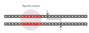Alternative Cloning Methods 2 – Golden Gate Cloning and BioBRICKS ...