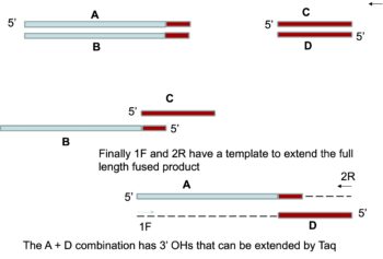 Further Applications of PCR – Genetic Engineering: A Primer to Get You ...