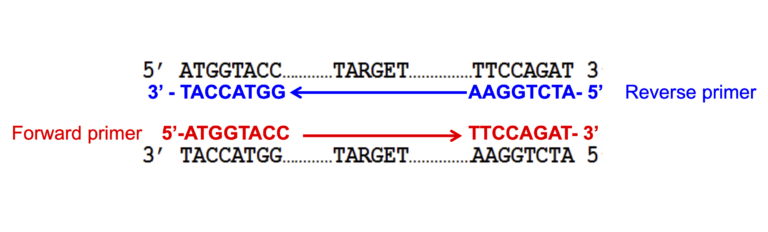 Polymerase Chain Reaction – Genetic Engineering: A Primer to Get You ...