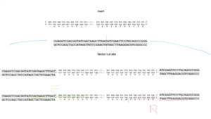 Alternative Cloning Methods 3 – SLIC – Genetic Engineering: A Primer to ...