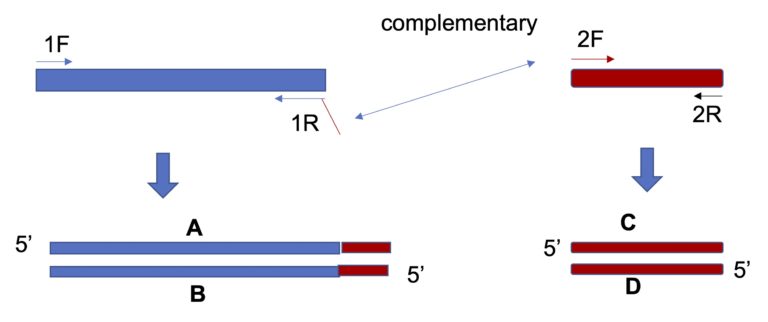 Further Applications of PCR – Genetic Engineering: A Primer to Get You ...