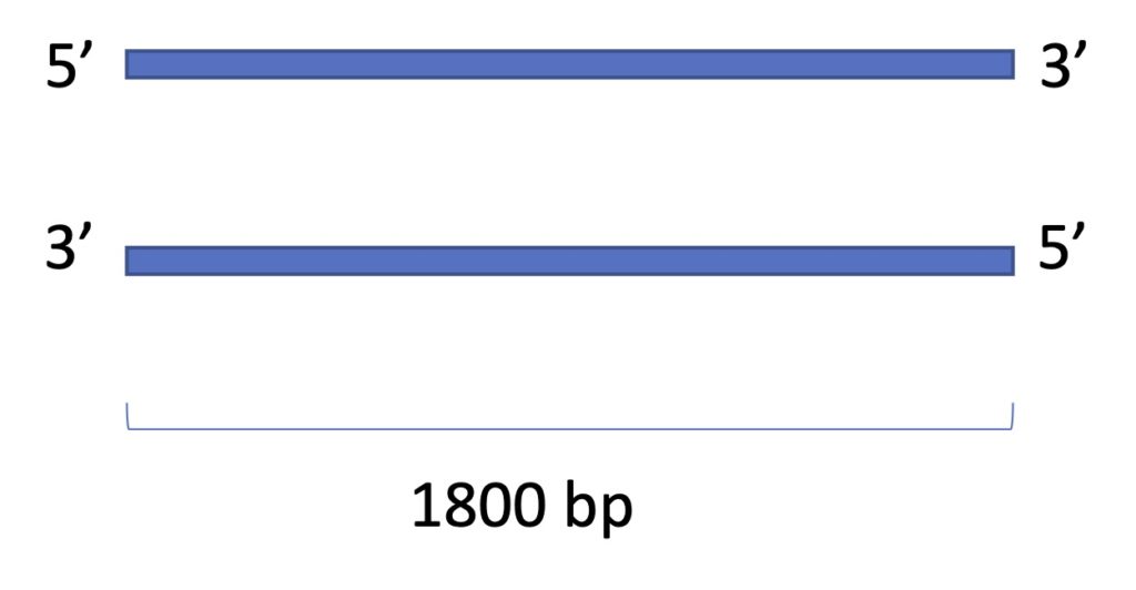 Polymerase Chain Reaction – Genetic Engineering: A Primer to Get You ...