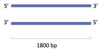 Polymerase Chain Reaction – Genetic Engineering: A Primer to Get You ...