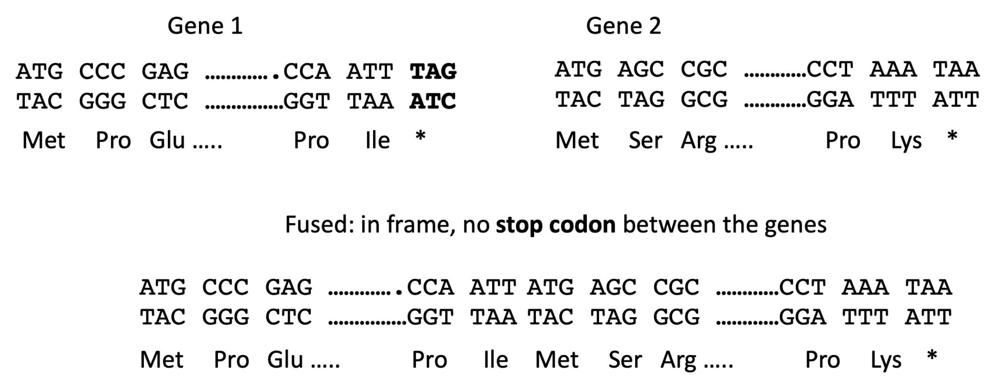 Investigating Gene Function Part 2 – Reporter Constructs – Genetic ...