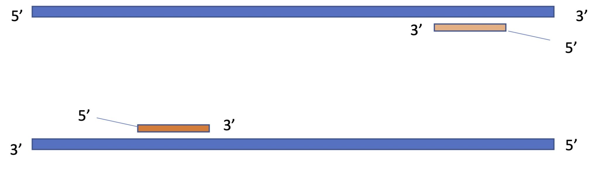 Chapter 6: Plasmids and Cloning Basics – Genetic Engineering: A Primer ...