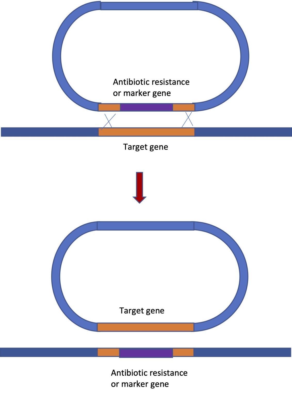 Chapter 9 Investigating Gene Function Part 3 Knock Down And Knock