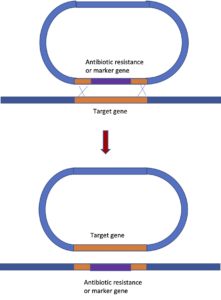 Chapter 9: Investigating Gene Function Part 3 – Knock-down and Knock ...