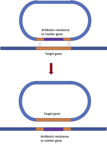 Chapter 9: Investigating Gene Function Part 3 – Knock-down and Knock ...