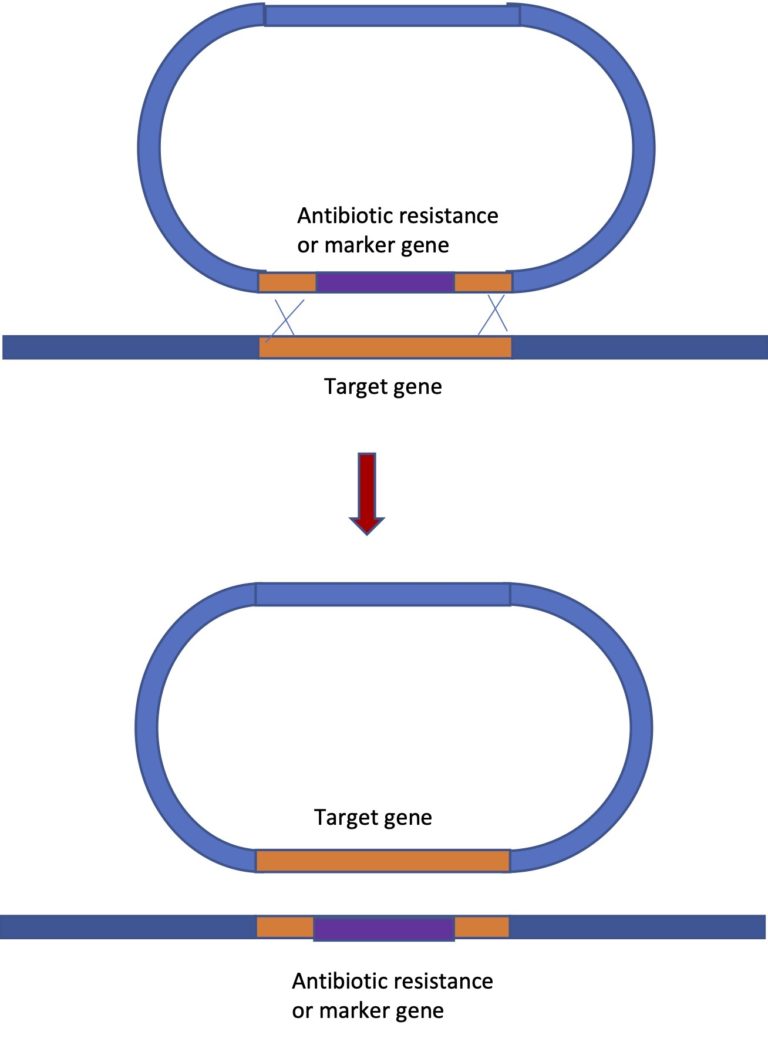 Chapter 9: Investigating Gene Function Part 3 – Knock-down and Knock ...