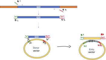Alternative Cloning Methods 1 – Gateway Cloning – Genetic Engineering ...