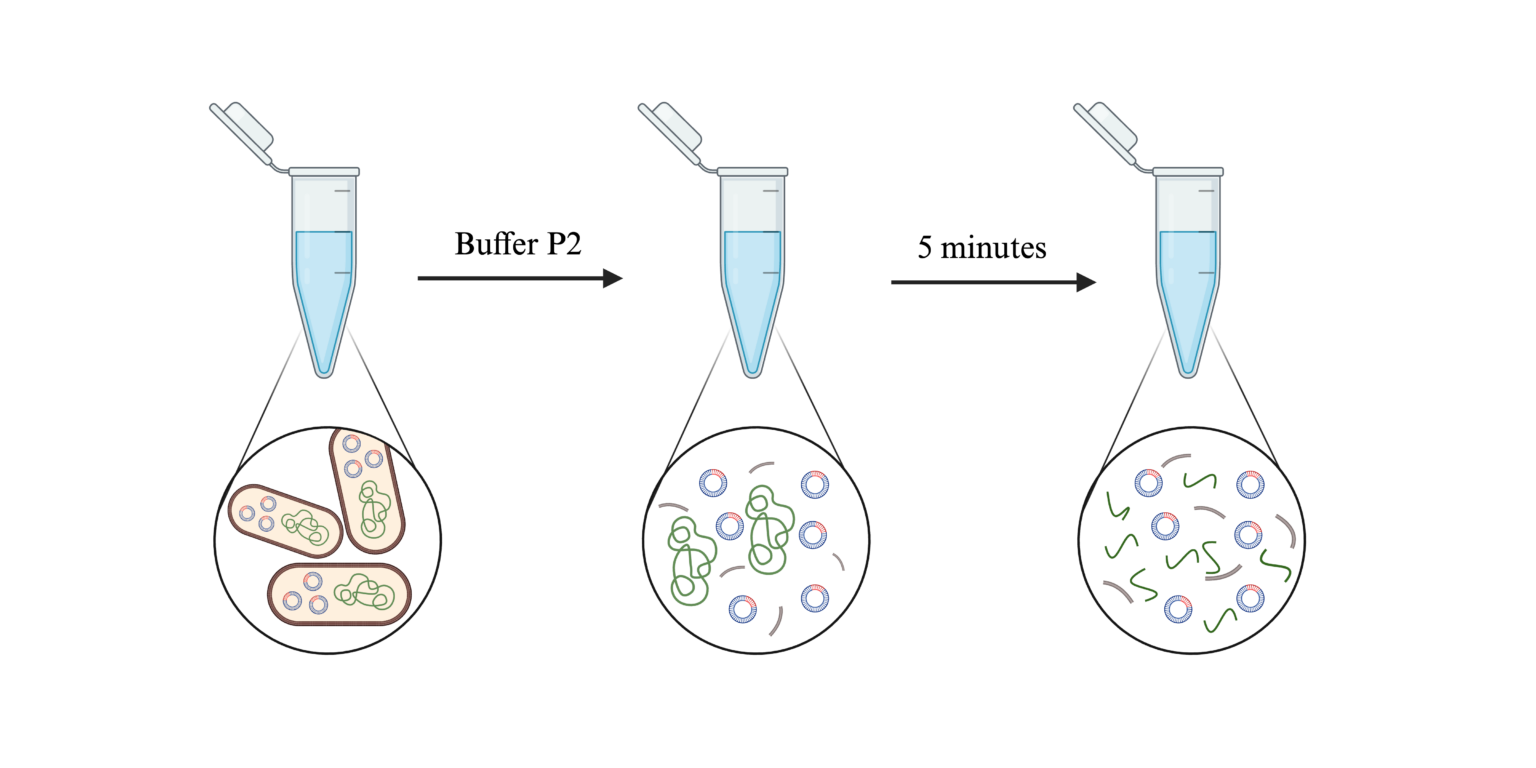 CRISPR project – Genetic Engineering: A Primer to Get You Started