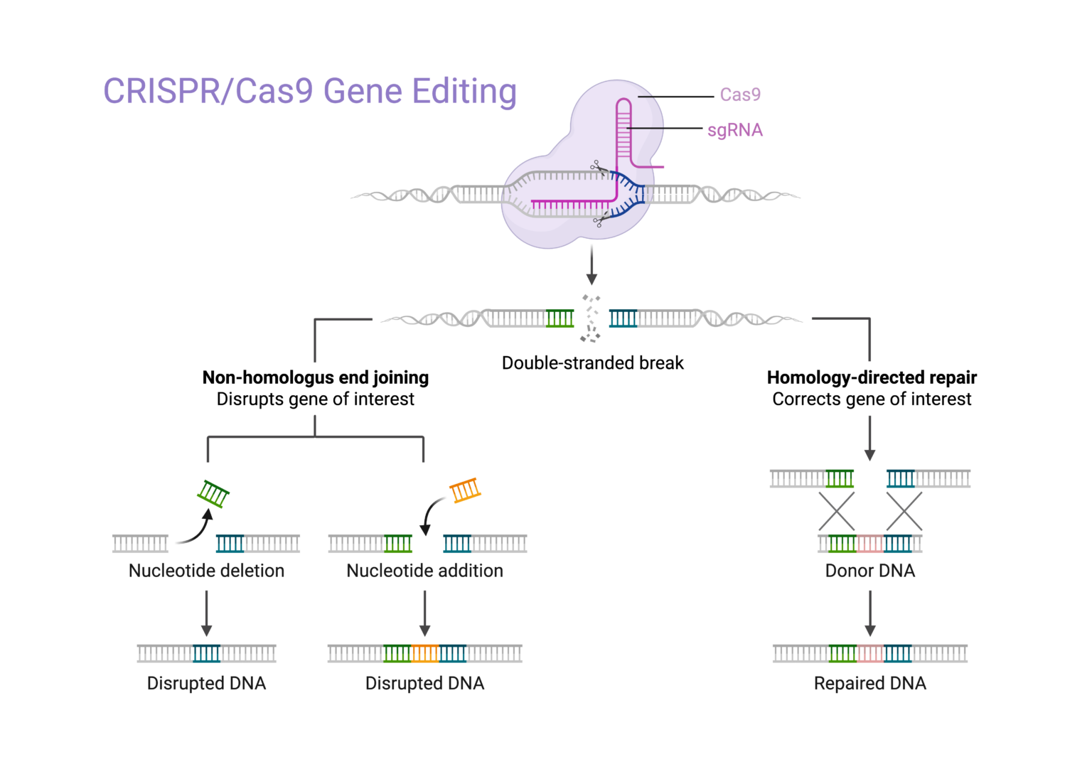 CRISPR project – Genetic Engineering: A Primer to Get You Started