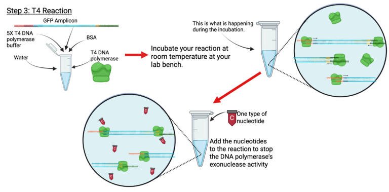 The GFP Project – Genetic Engineering: A Primer to Get You Started