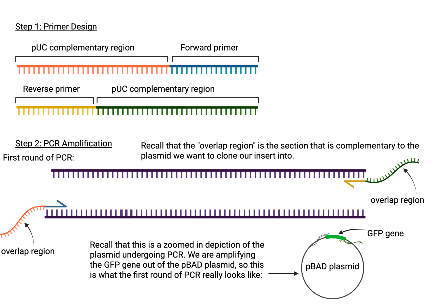 The GFP Project – Genetic Engineering: A Primer to Get You Started