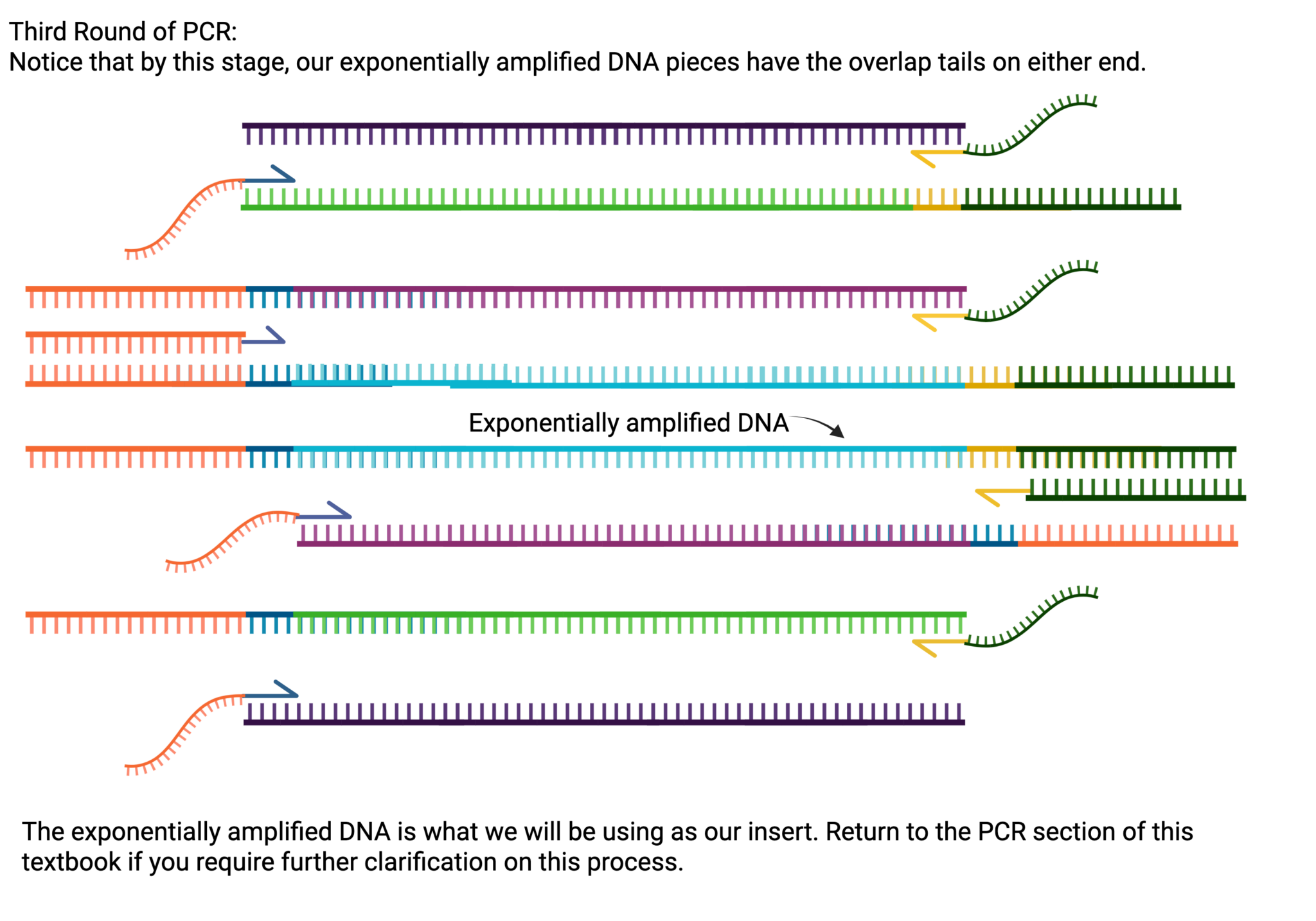 The GFP Project – Genetic Engineering: A Primer to Get You Started