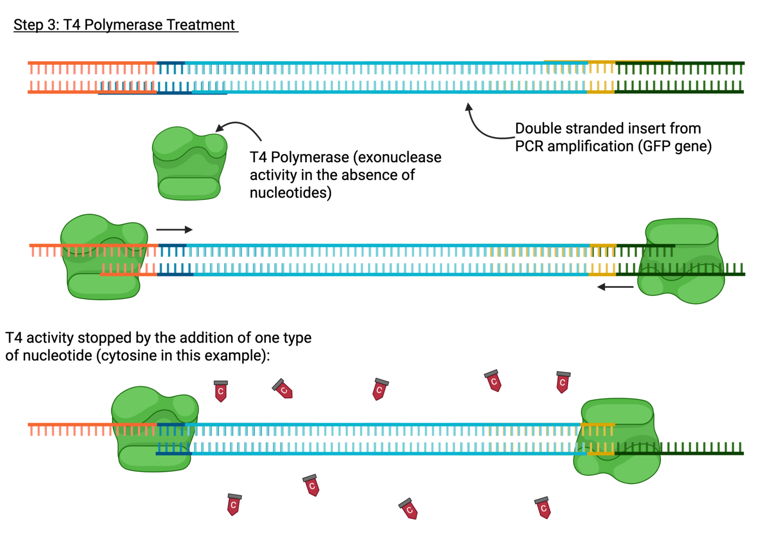 The GFP Project – Genetic Engineering: A Primer to Get You Started