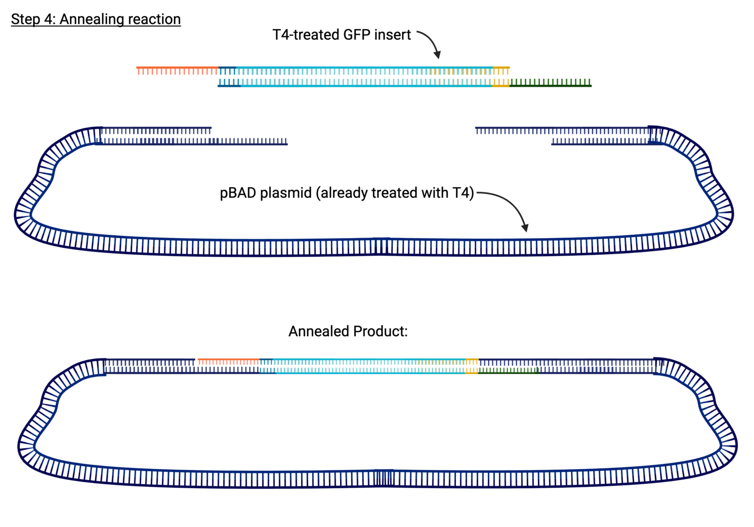 The GFP Project – Genetic Engineering: A Primer to Get You Started