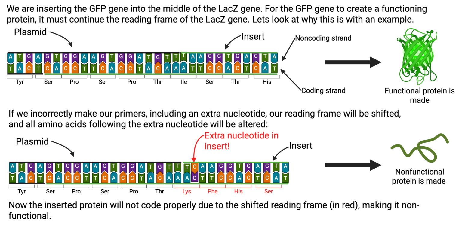 The GFP Project – Genetic Engineering: A Primer to Get You Started