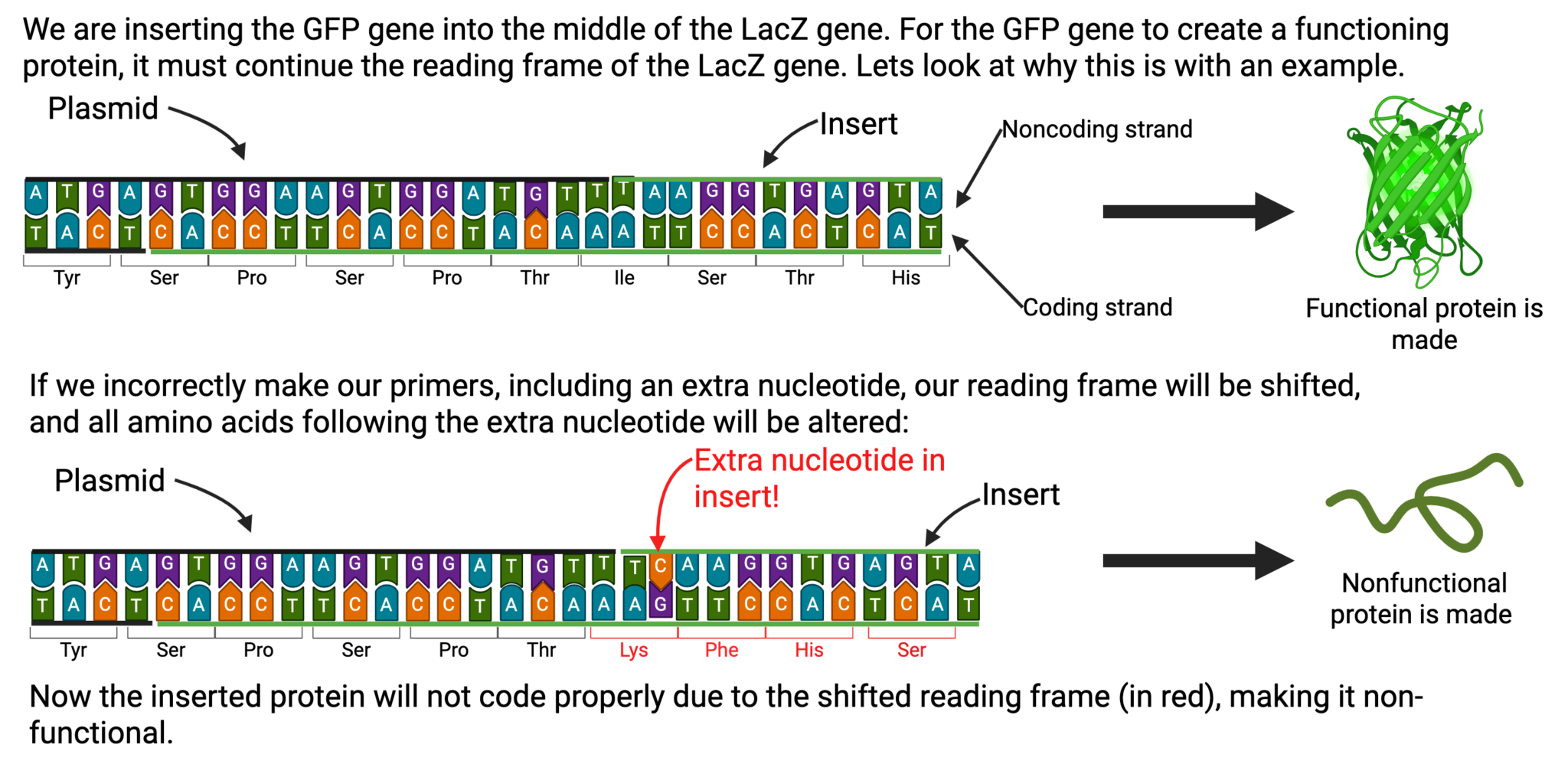 The GFP Project – Genetic Engineering: A Primer to Get You Started