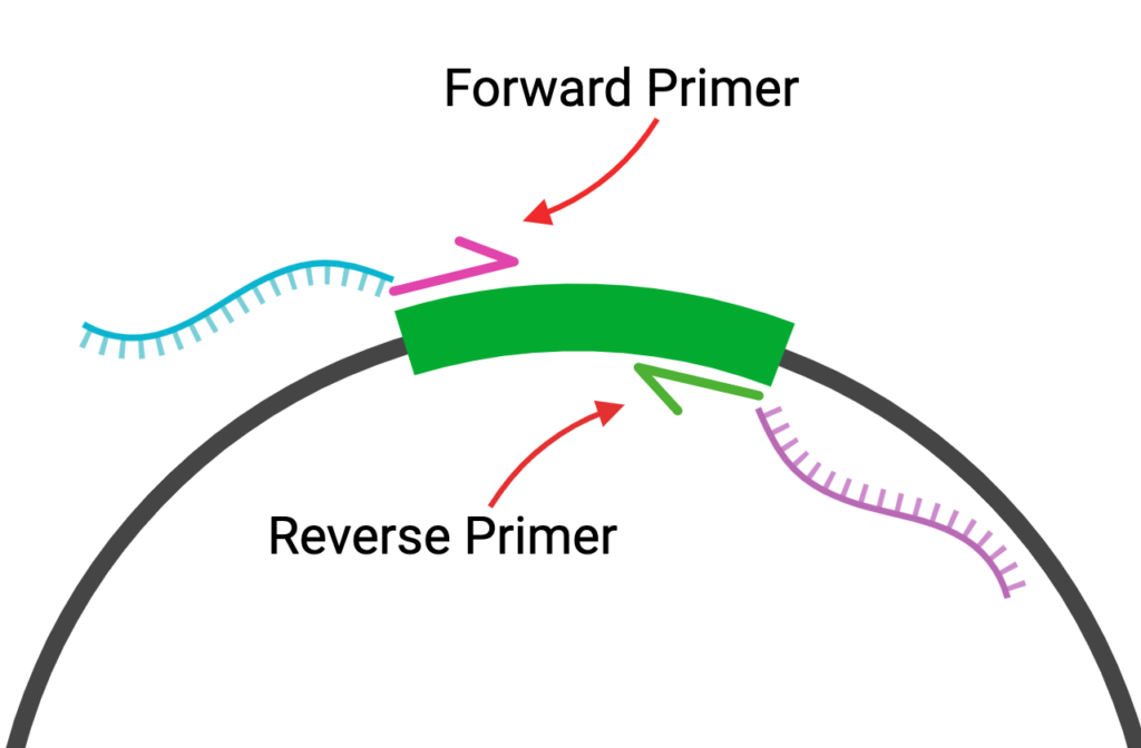 The GFP Project – Genetic Engineering: A Primer to Get You Started