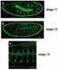 The GFP Project – Genetic Engineering: A Primer to Get You Started