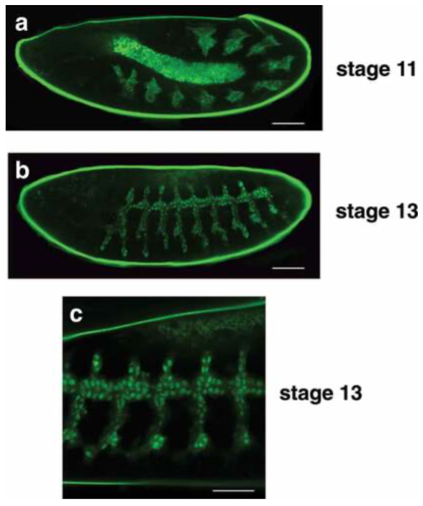 The GFP Project – Genetic Engineering: A Primer to Get You Started