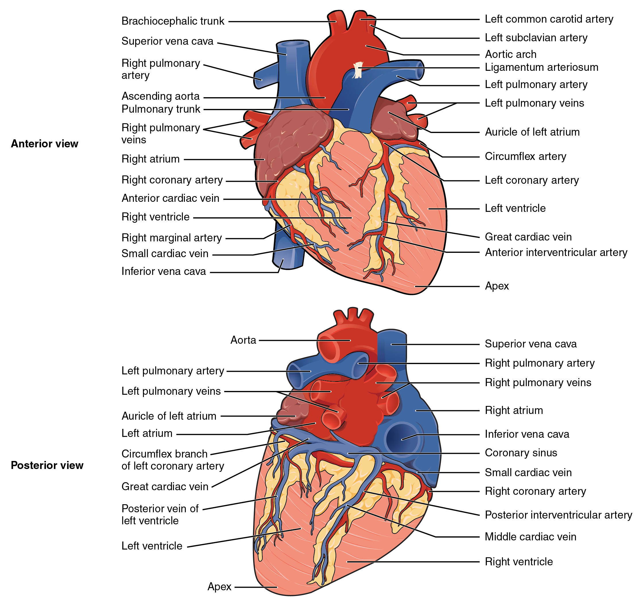 6 2 Perfusion And Renal Elimination Concepts Nursing Pharmacology
