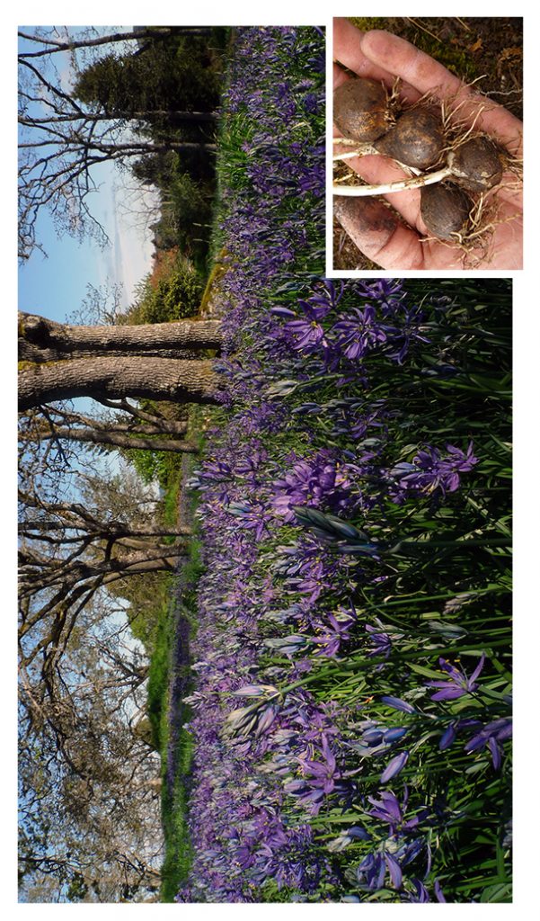 Appendix E: Full-Sized Images – Knowing Home: Braiding Indigenous ...