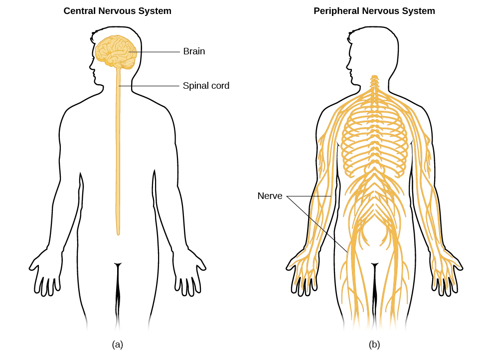Parts Of The Nervous System Introduction To Psychology I