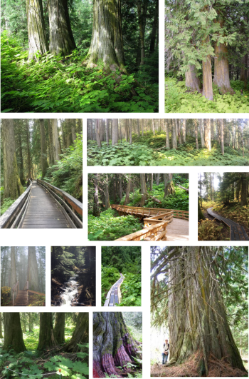 Case. Ancient Forests of the Upper Fraser – Land Use Planning and ...