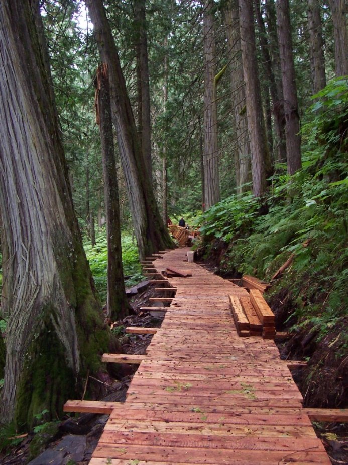 Case. Ancient Forests of the Upper Fraser – Land Use Planning and ...