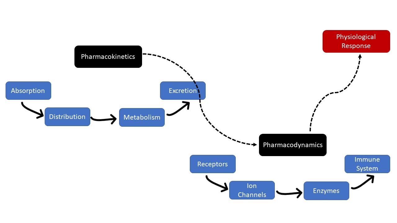 1.2 Pharmacokinetics and Pharmacodynamics – Nursing Pharmacology