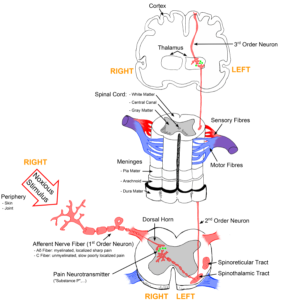 10.2 Pain and Mobility Concepts – Nursing Pharmacology