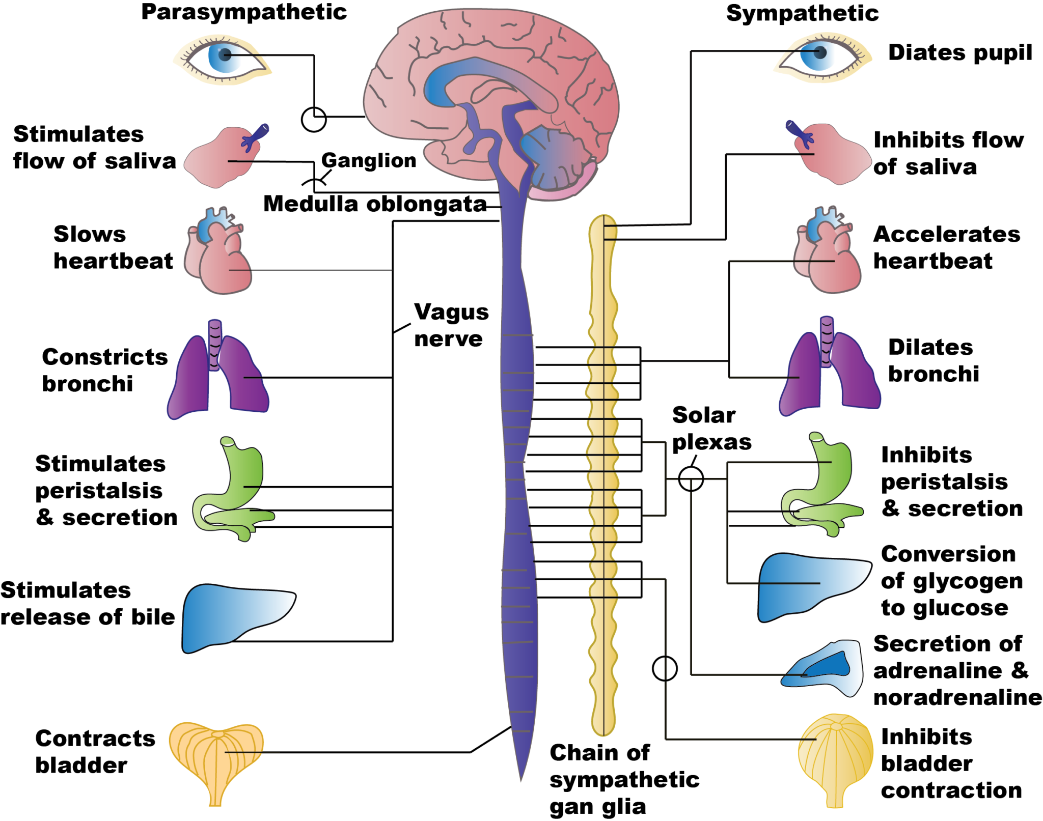 4 2 Autonomic Nervous System Regulation Concepts Nursing Pharmacology