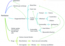 Concept Map: Perfusion – Nursing Pharmacology
