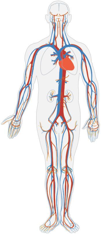 The Circulatory System – Human Nutrition