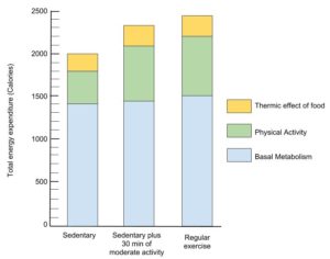 The Essential Elements of Physical Fitness – Human Nutrition