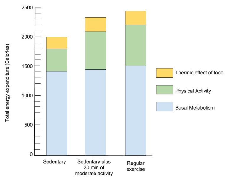 The Essential Elements of Physical Fitness – Human Nutrition