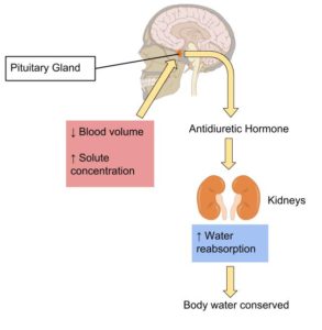 Regulation of Water Balance – Human Nutrition
