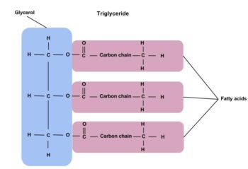 How Lipids Work – Human Nutrition
