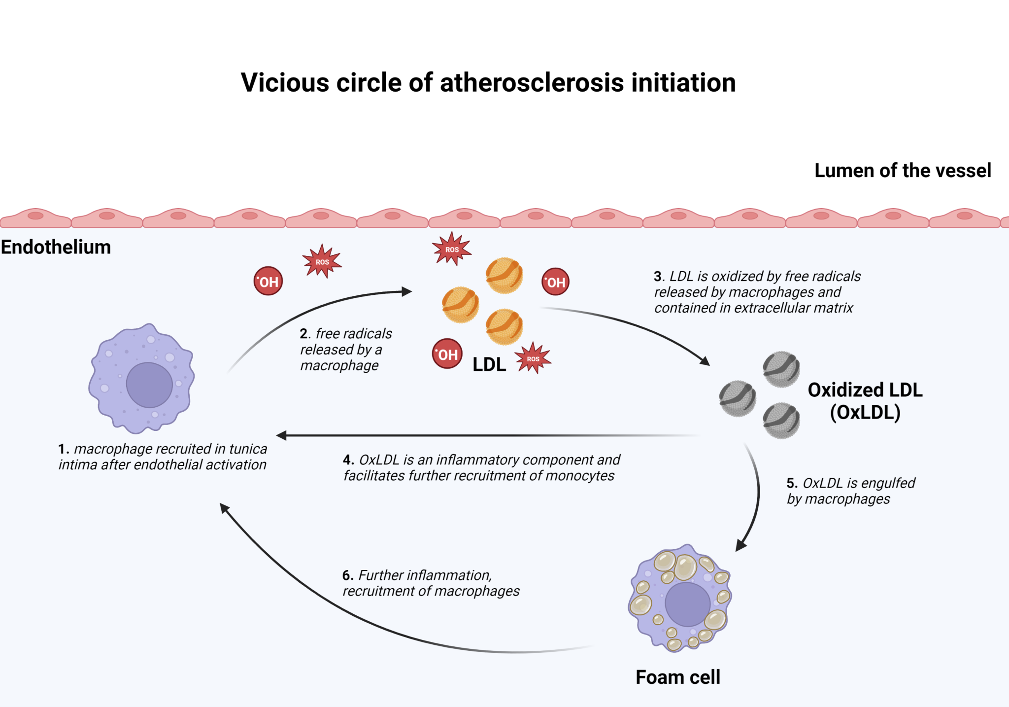 Pathophysiology of Atherosclerosis – Pathology