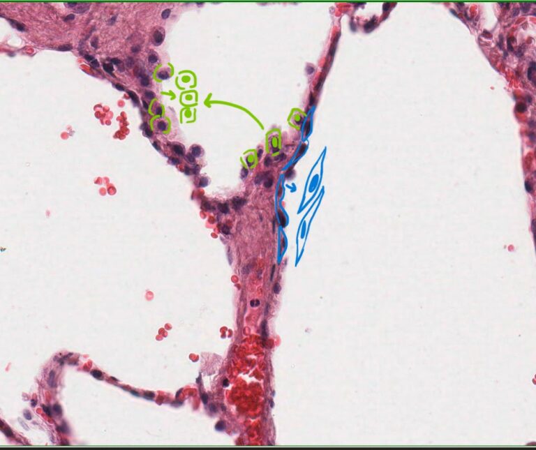 A New Learner’s Guide to Cell Morphology in Histology – Pathology