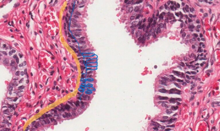 A New Learner’s Guide to Cell Morphology in Histology – Pathology