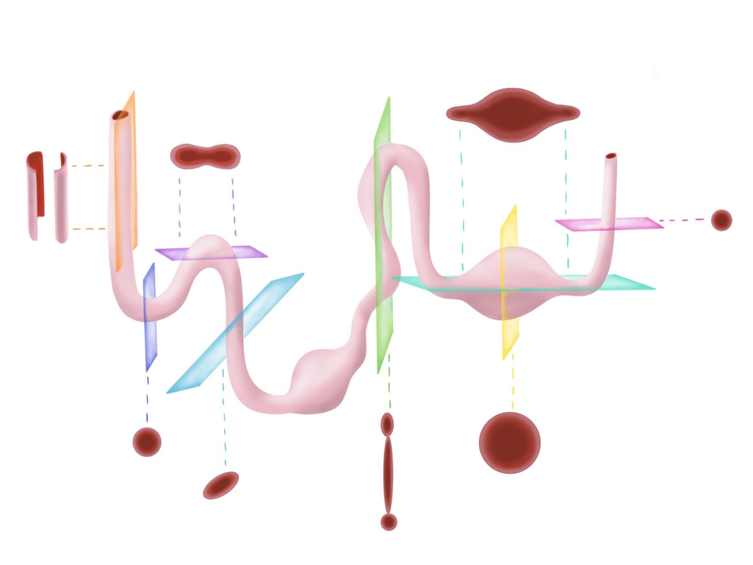 Histology – Interpreting 2D Sections of 3D Structures – Pathology
