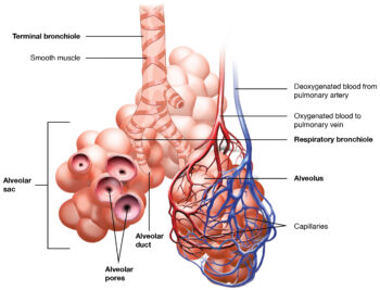 Pulmonary Circulation, Organs and Structures of the Respiratory Zone ...