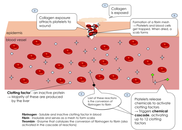 Hemostasis (Blood Clotting) – Pathophysiology